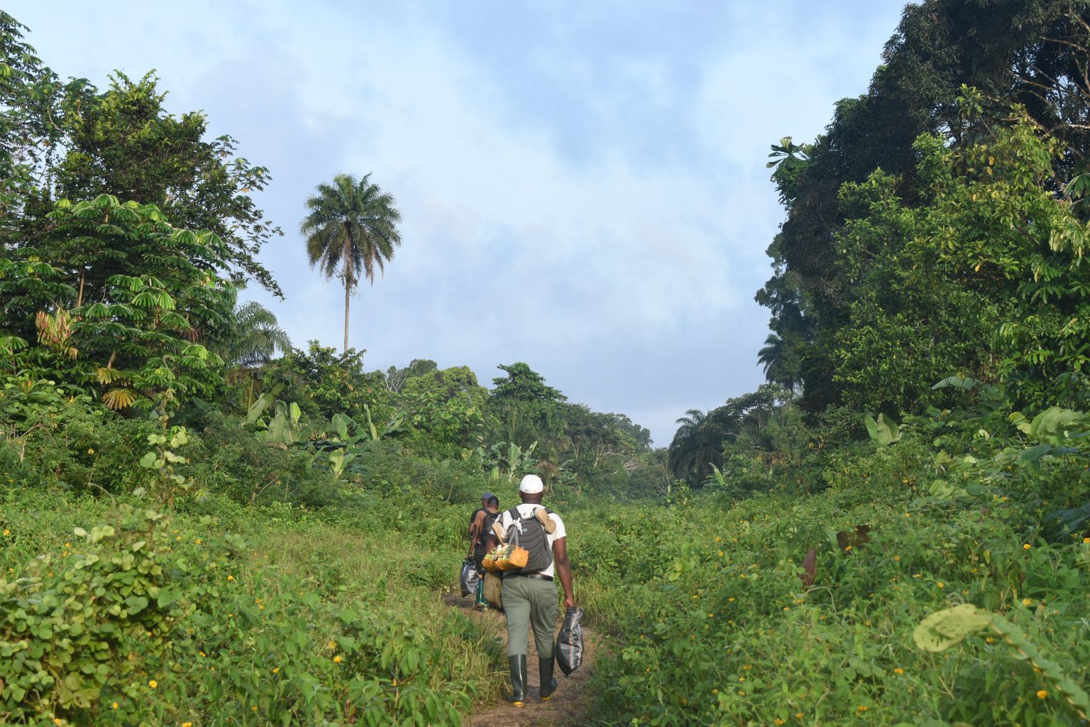 Where We Work – SW/NIGER DELTA FOREST PROJECT